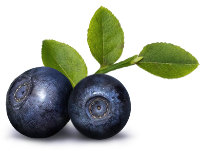 Nordic wild berries | Polarica Berries