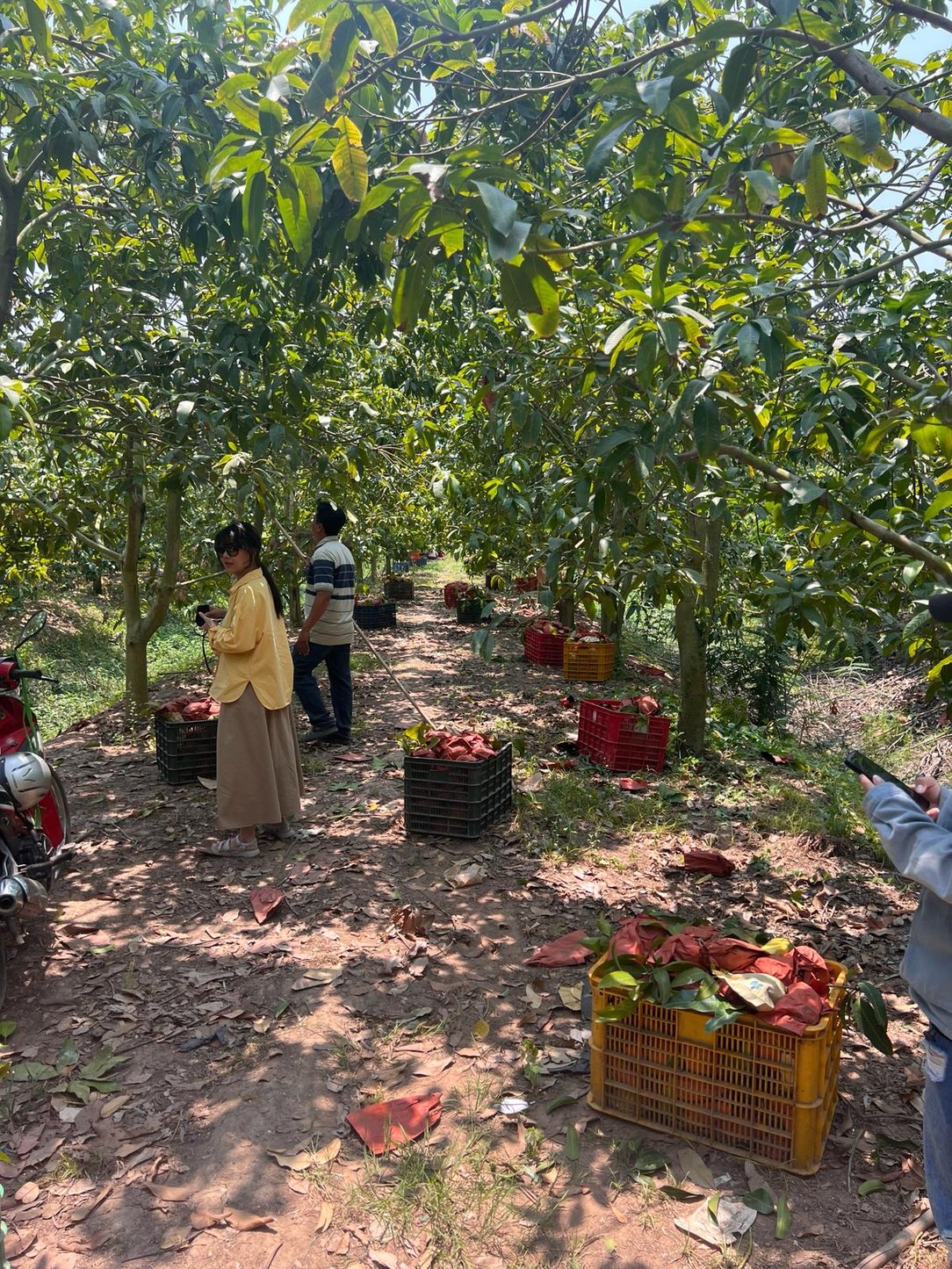 From Farm to Factory: Tracing the Journey of Mangoes in Our Supply Chain