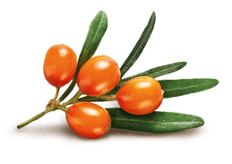 Nordic wild berries | Polarica Berries